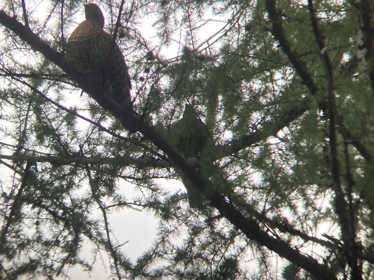 eBird Checklist - 6 Oct 2023 - Moose Bog, Wenlock WMA - 20 species