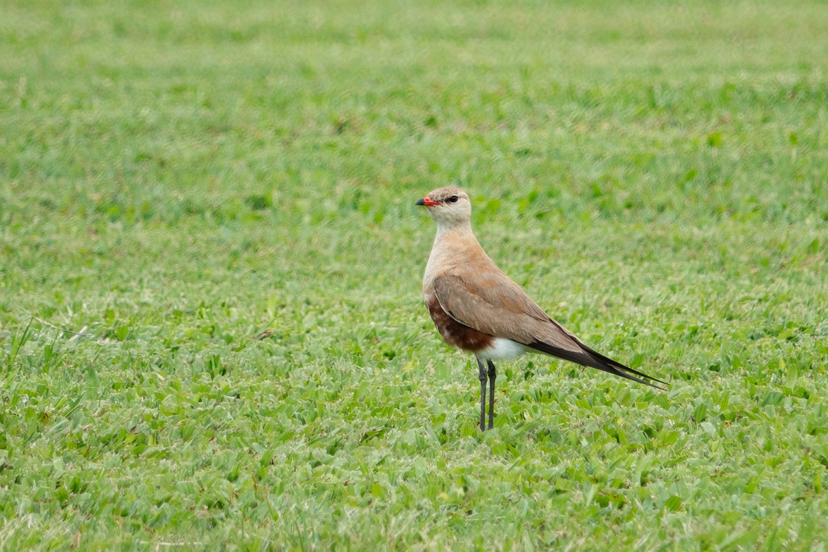 eBird Australia Checklist - 7 Oct 2023 - France Rd Turf Farm (Edmonton ...