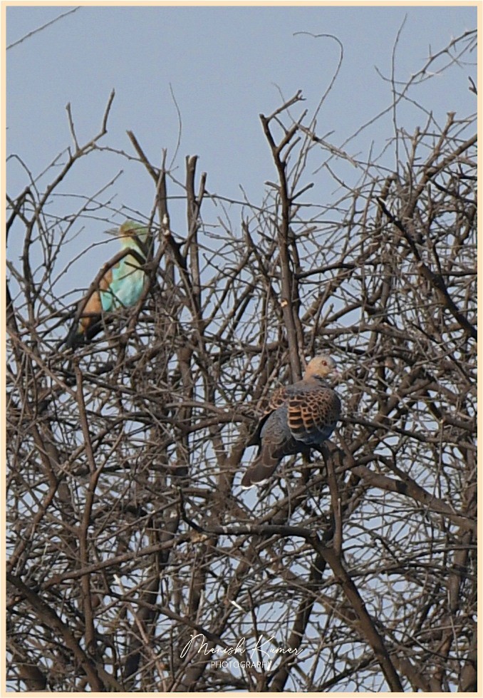 eBird India Checklist - 7 Oct 2023 - Sultanpur National Park - 71 species