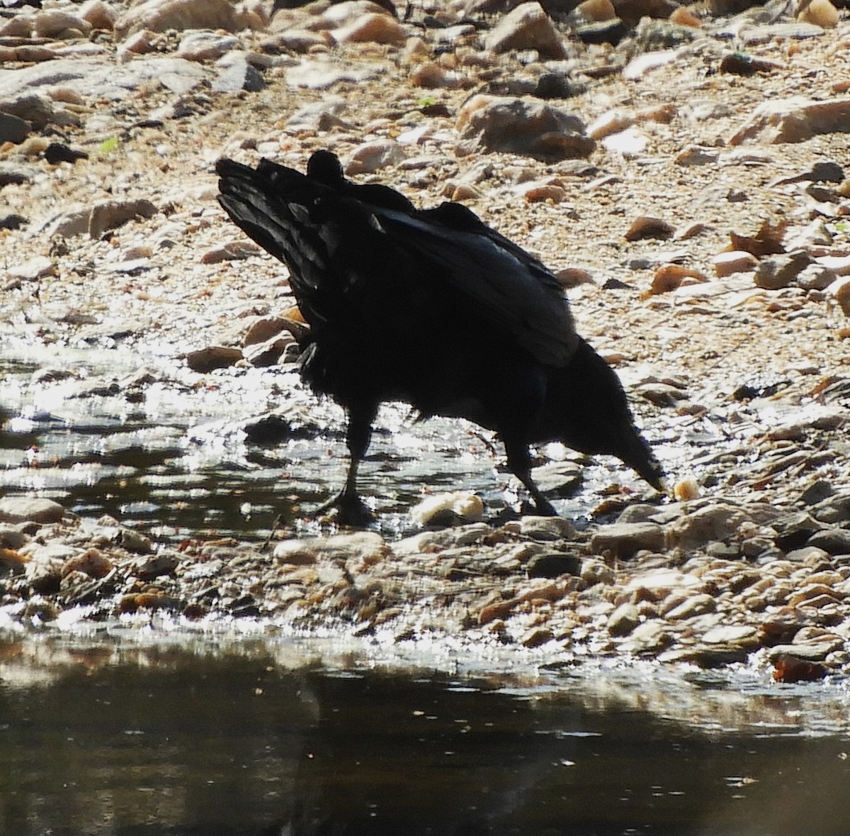 eBird Checklist - 22 Mar 2022 - Willcoxson Park Raven nest site - 3 species