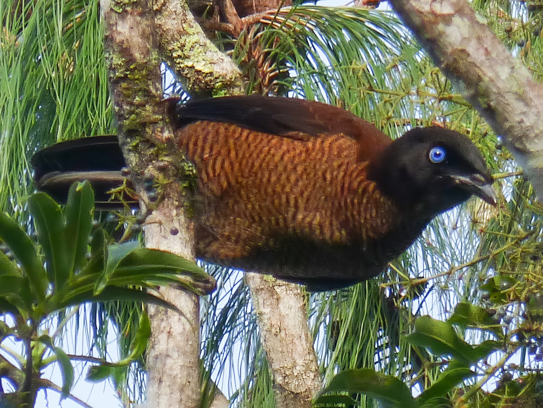 Lawes's Parotia - eBird