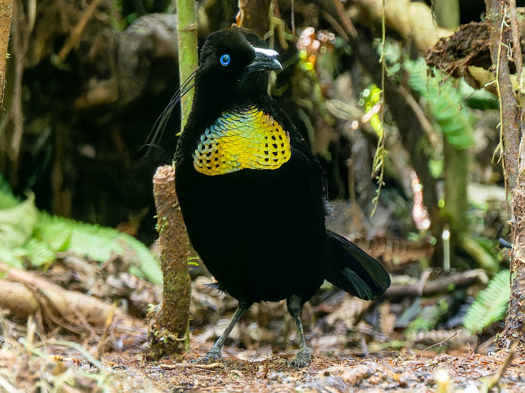 LF: f2u nature/bird-related codes, user & char !! on Toyhouse