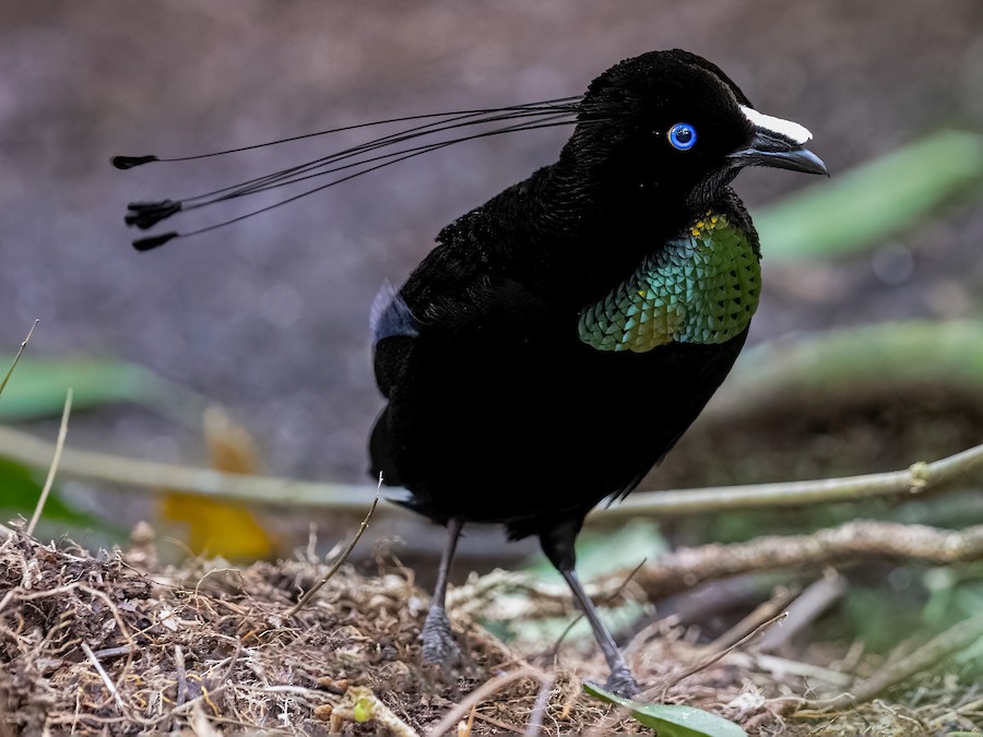 Lawes's Parotia - eBird