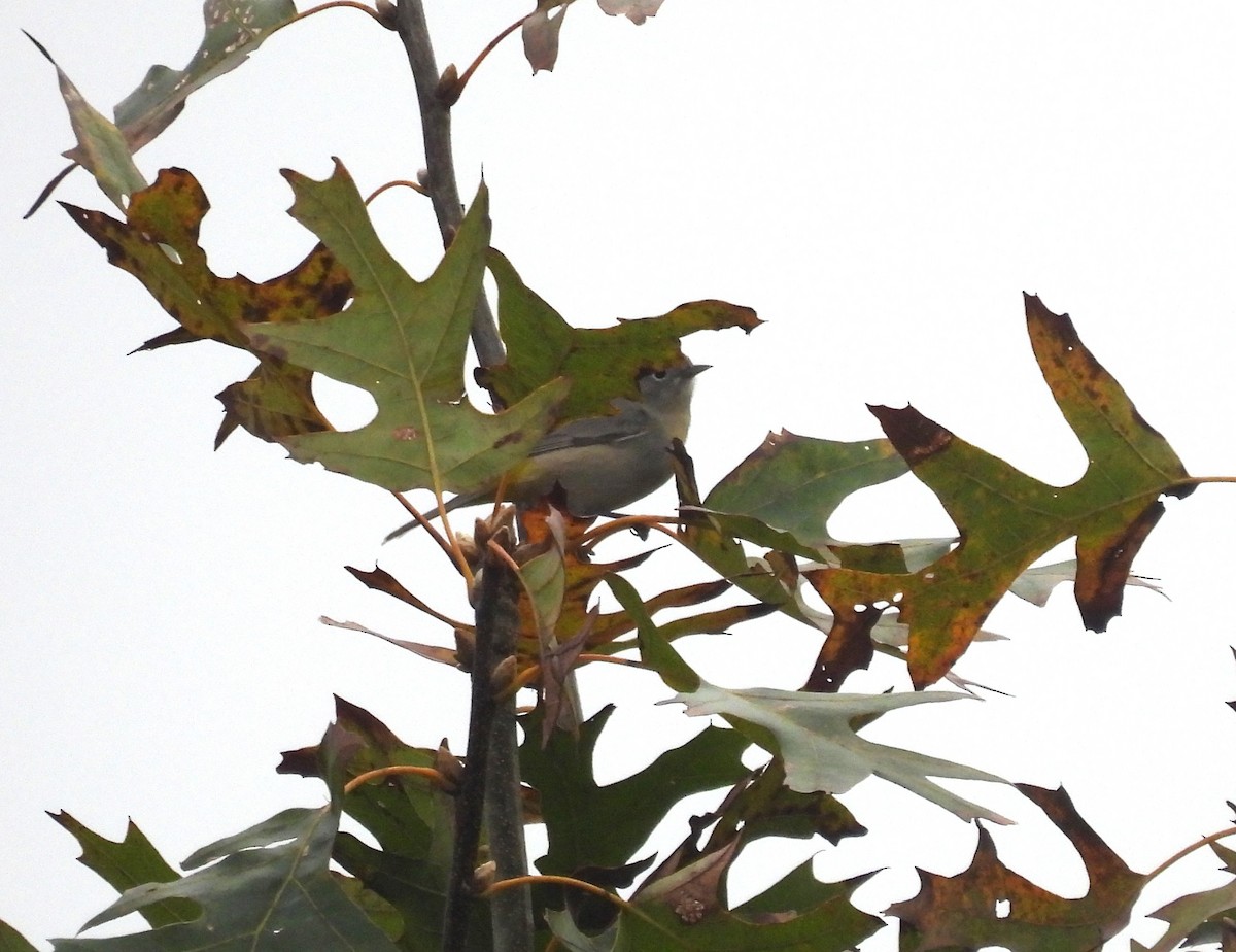 eBird Checklist - 7 Oct 2023 - Putnam Farm Conservation Area - 23 species