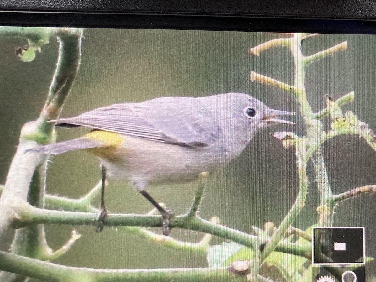 eBird Checklist - 7 Oct 2023 - Putnam Farm Conservation Area - 8 species