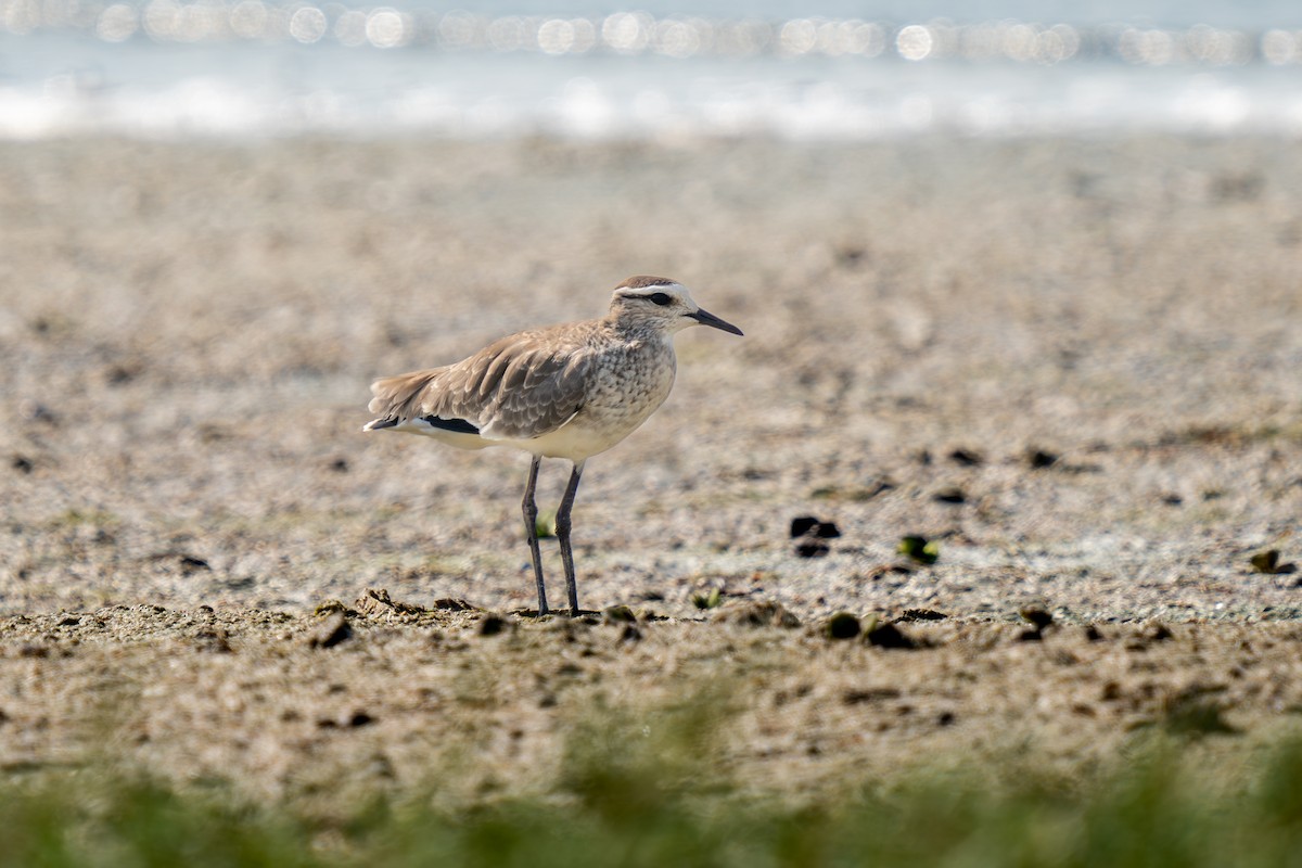 eBird Checklist - 7 Oct 2023 - Al Rafa'a shoreline - 38 species