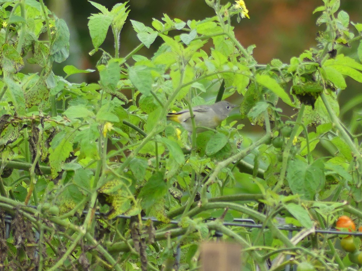 eBird Checklist - 7 Oct 2023 - Putnam Farm Conservation Area - 16 species