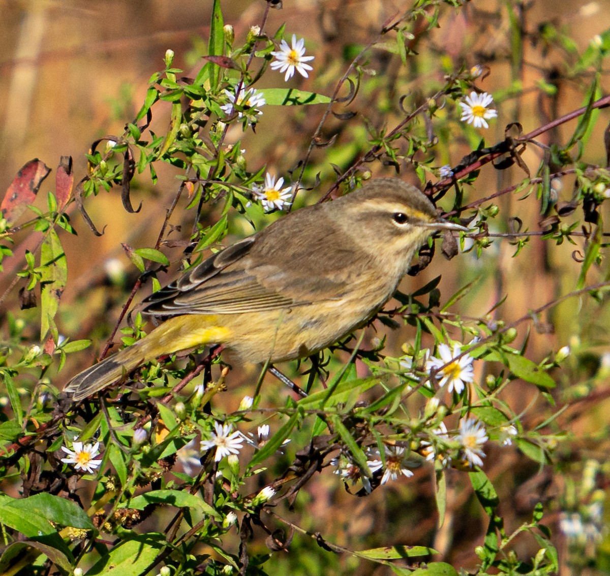 North Carolina Bird Atlas Checklist - 7 Oct 2023 - Joseph McDowell ...