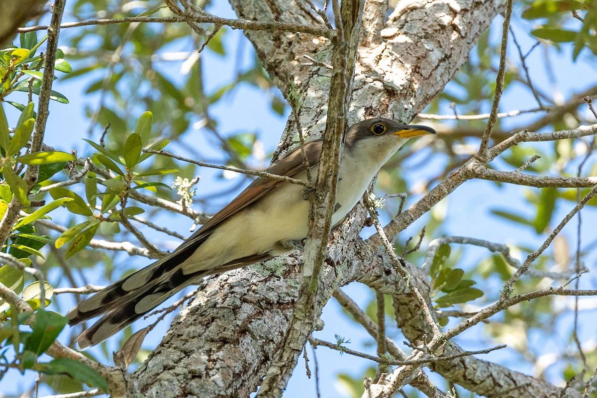 eBird Checklist - 7 Oct 2023 - Drenner, Mims US-FL 28.70959, -80.73153 ...