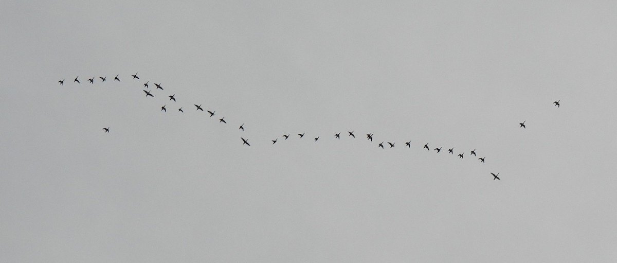 eBird Checklist - 7 Oct 2023 - Commons Ford Ranch Metro Park - 24 ...