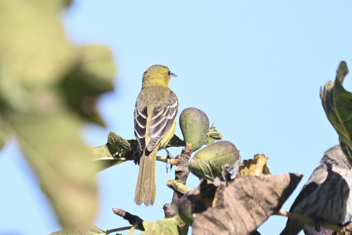 eBird Checklist - 7 Oct 2023 - Tipi Village - 16 species (+1 other taxa)