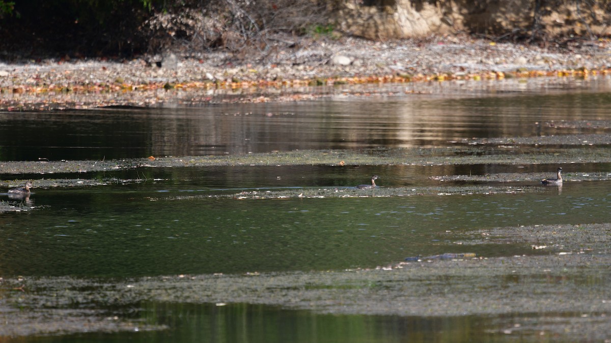 eBird Checklist - 7 Oct 2023 - Alum Creek SP--Beach and Alum Reservoir ...