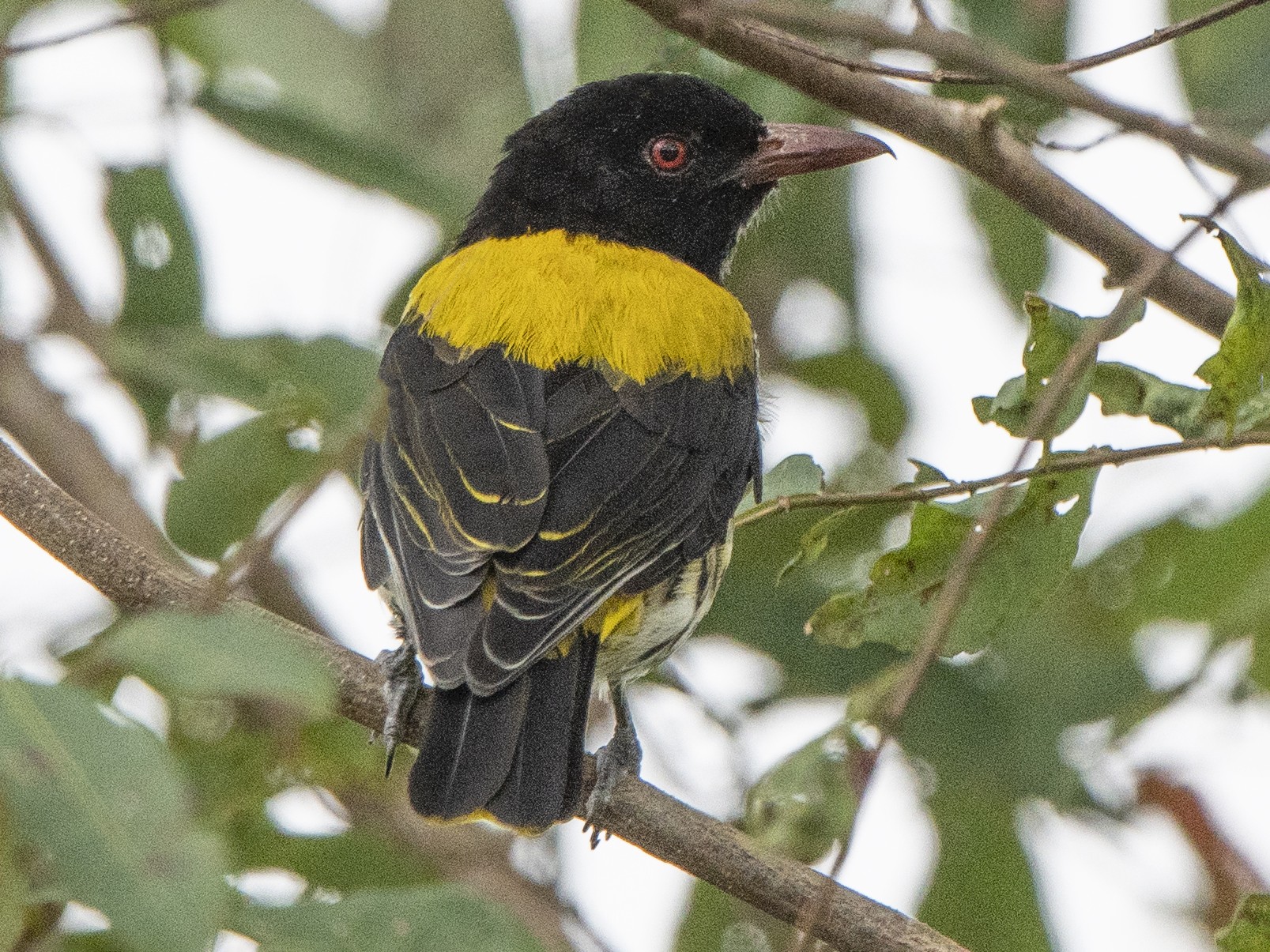 Ventriloquial Oriole - eBird