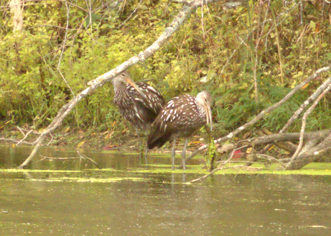 eBird Checklist - 7 Oct 2023 - Old State Road, Fairgrove, Michigan, US ...