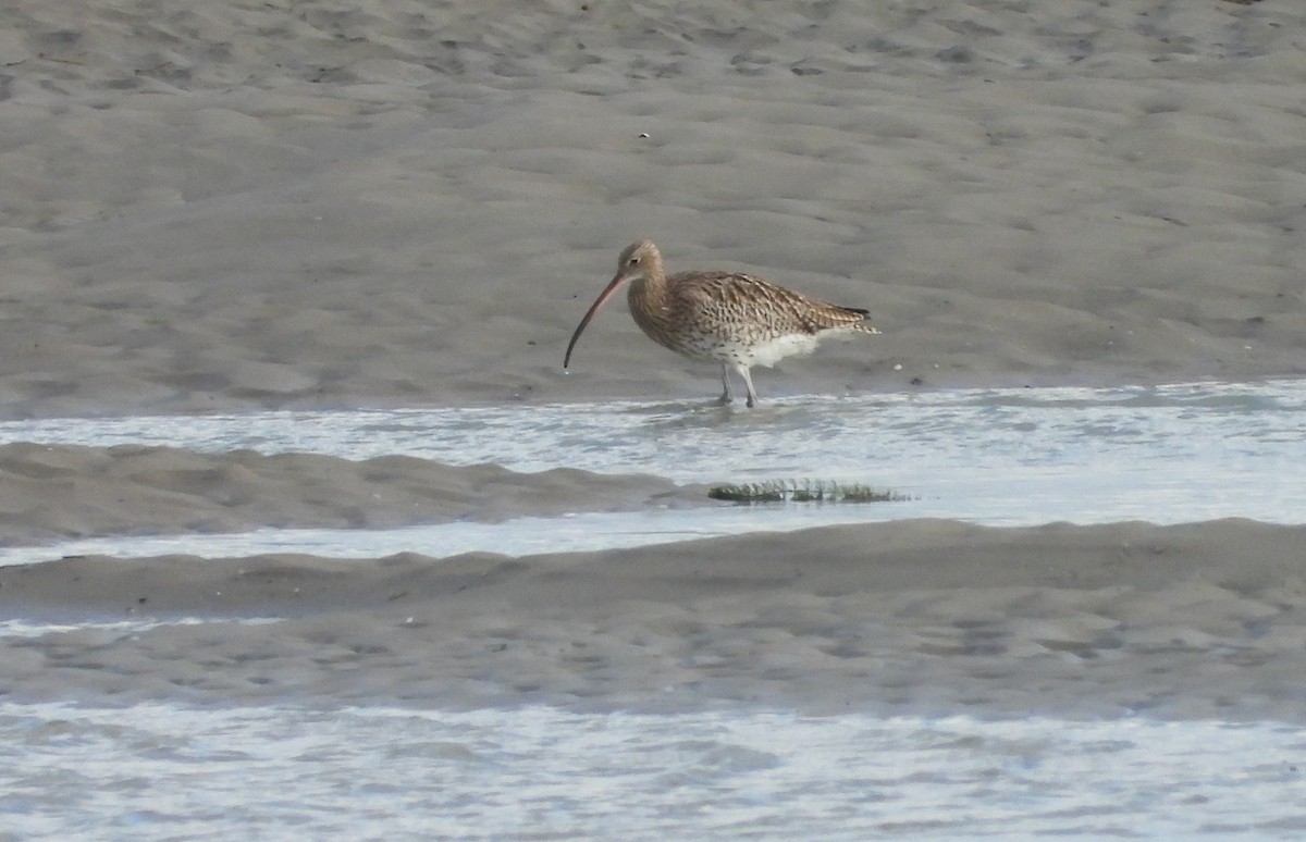 eBird Checklist - 23 Sep 2023 - Baie de Somme--le Cap Hornu - 6 species