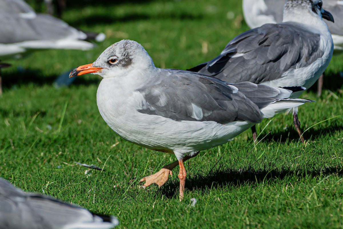 eBird Checklist - 7 Oct 2023 - Prince William County Landfill - 10 species