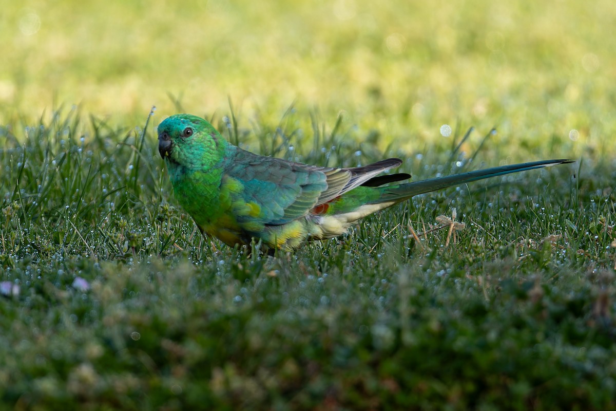 eBird Australia Checklist - 8 Oct 2023 - Shepherds Bush - 31 species