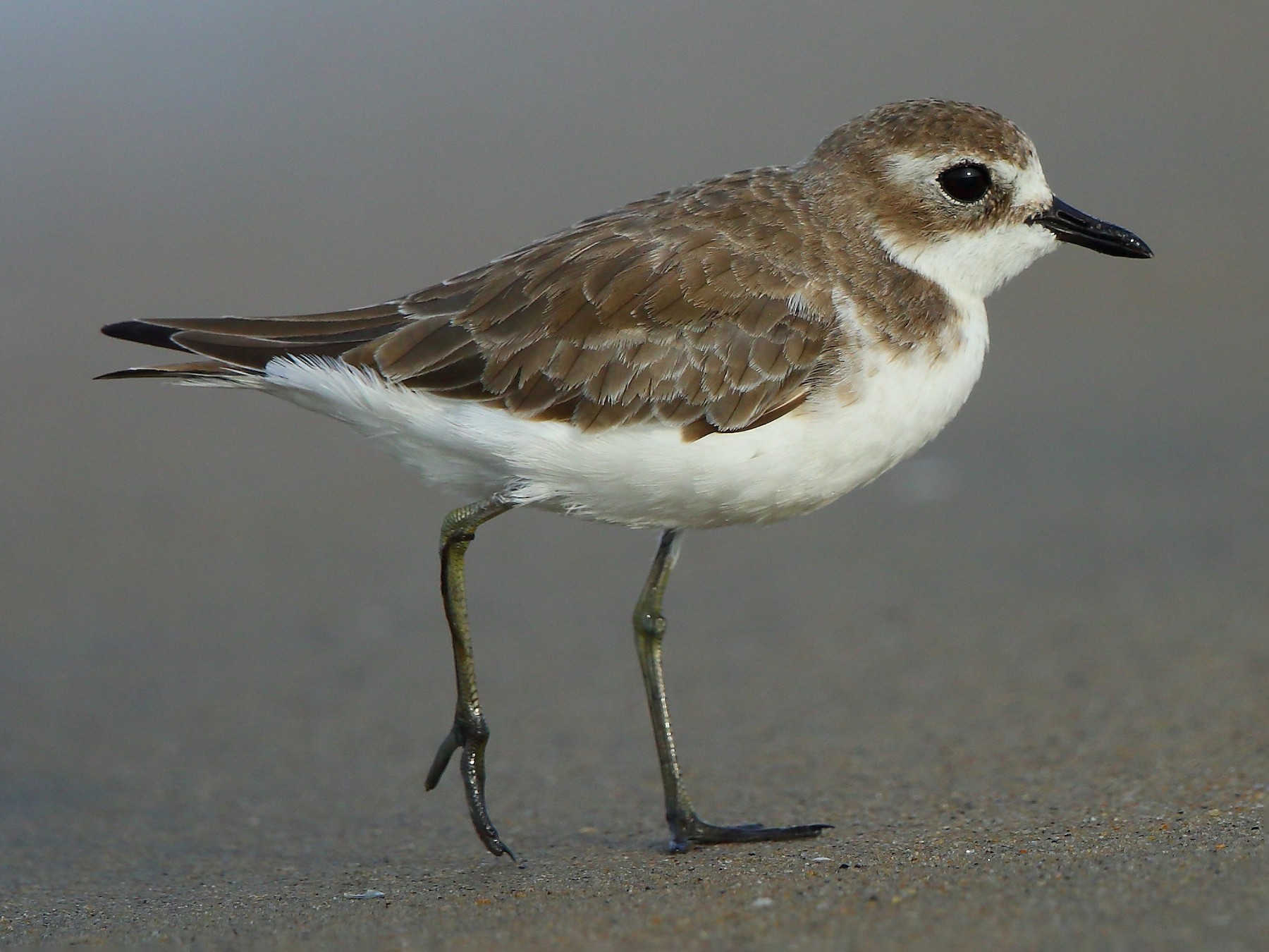 Tibetan Sand-Plover - eBird
