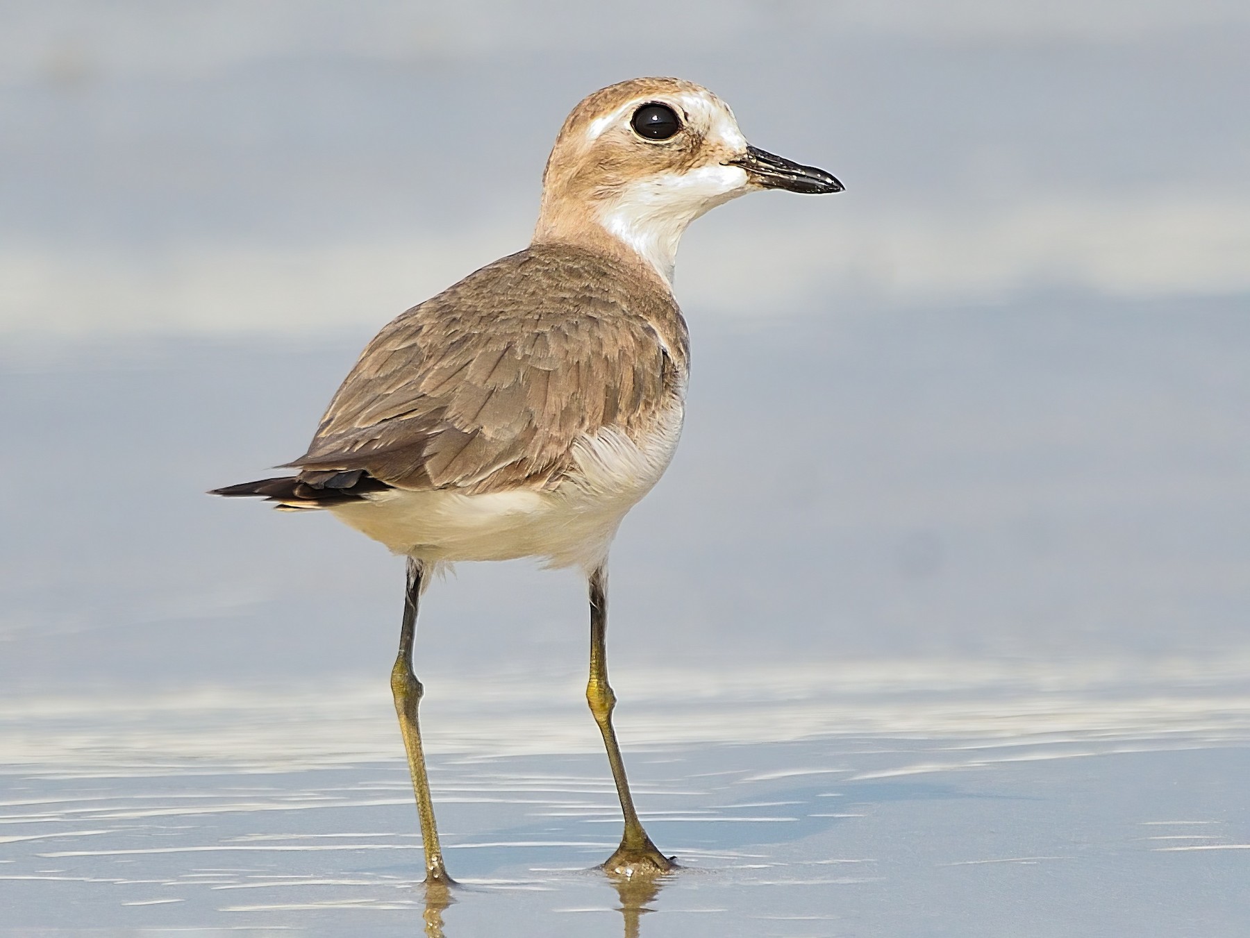 Tibetan Sand-Plover - eBird