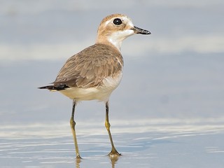 Tibetan Sand-Plover - eBird