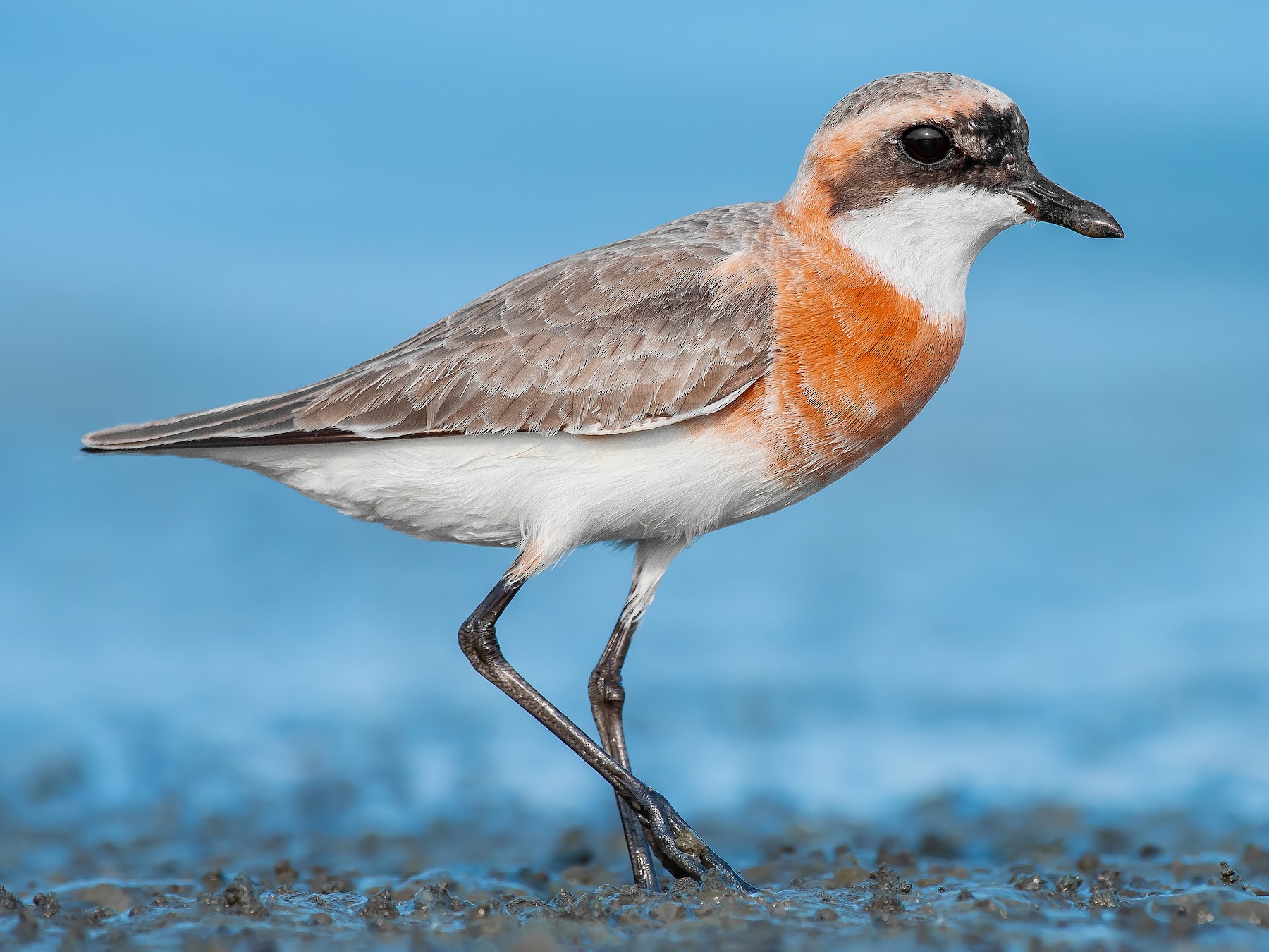 Tibetan Sand-Plover - eBird