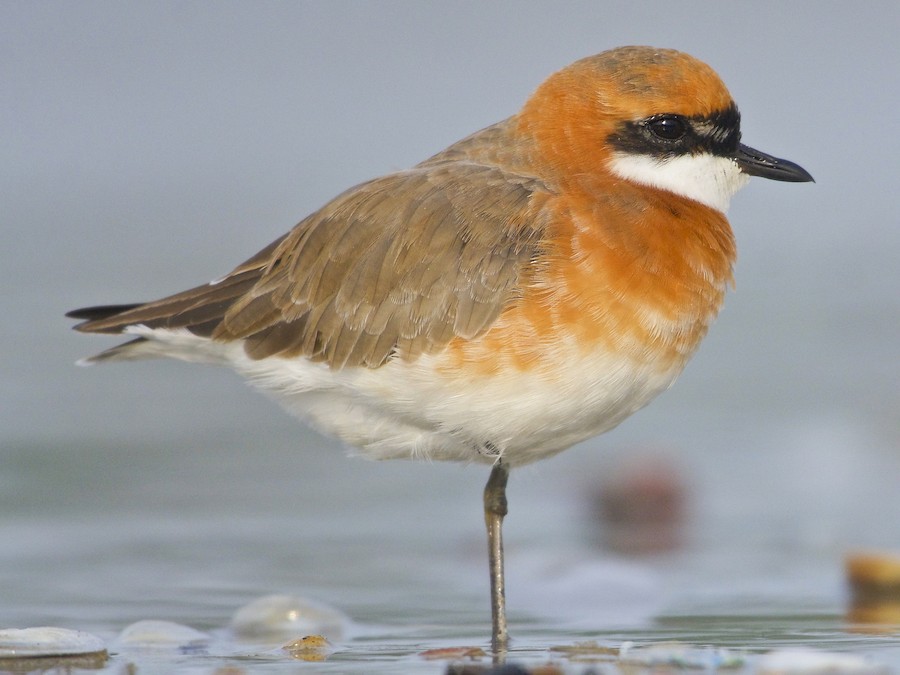 Tibetan Sand-Plover - eBird