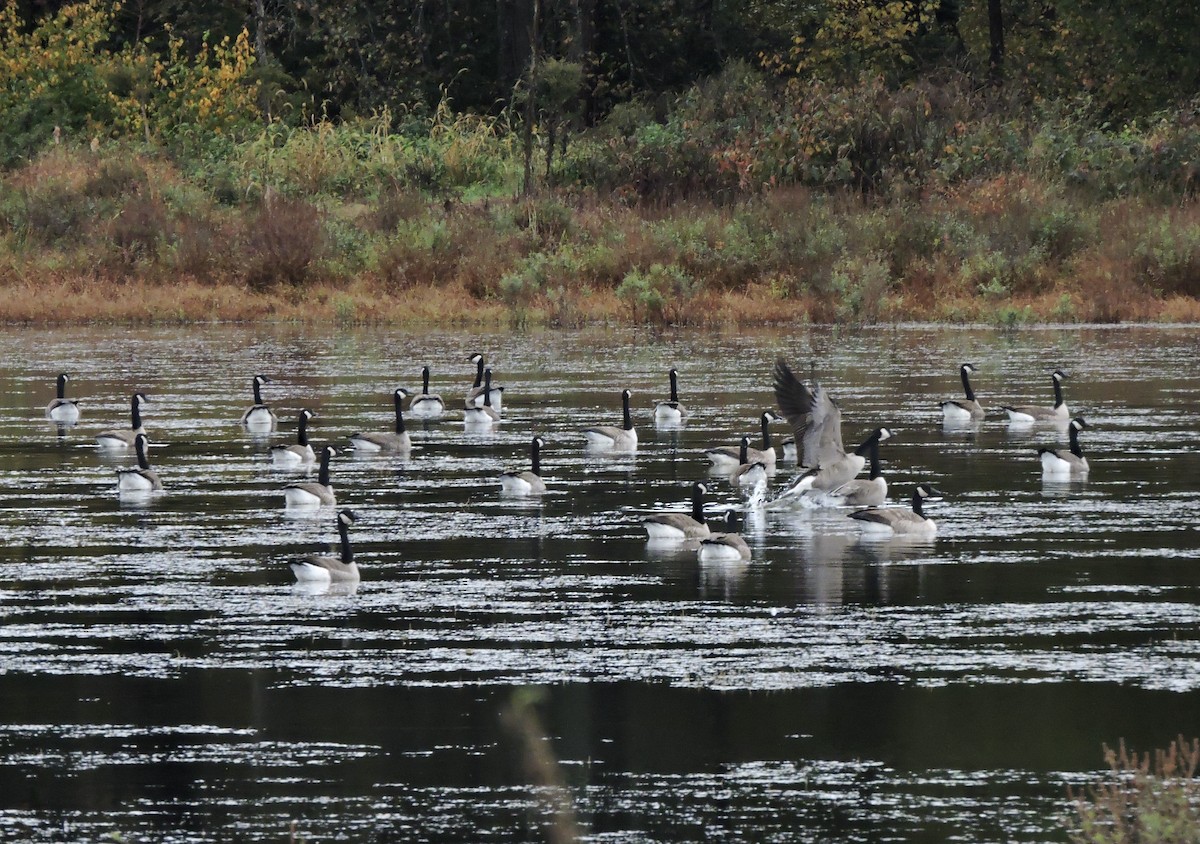 eBird Checklist - 7 Oct 2023 - Wallkill River NWR--Liberty Marsh ...