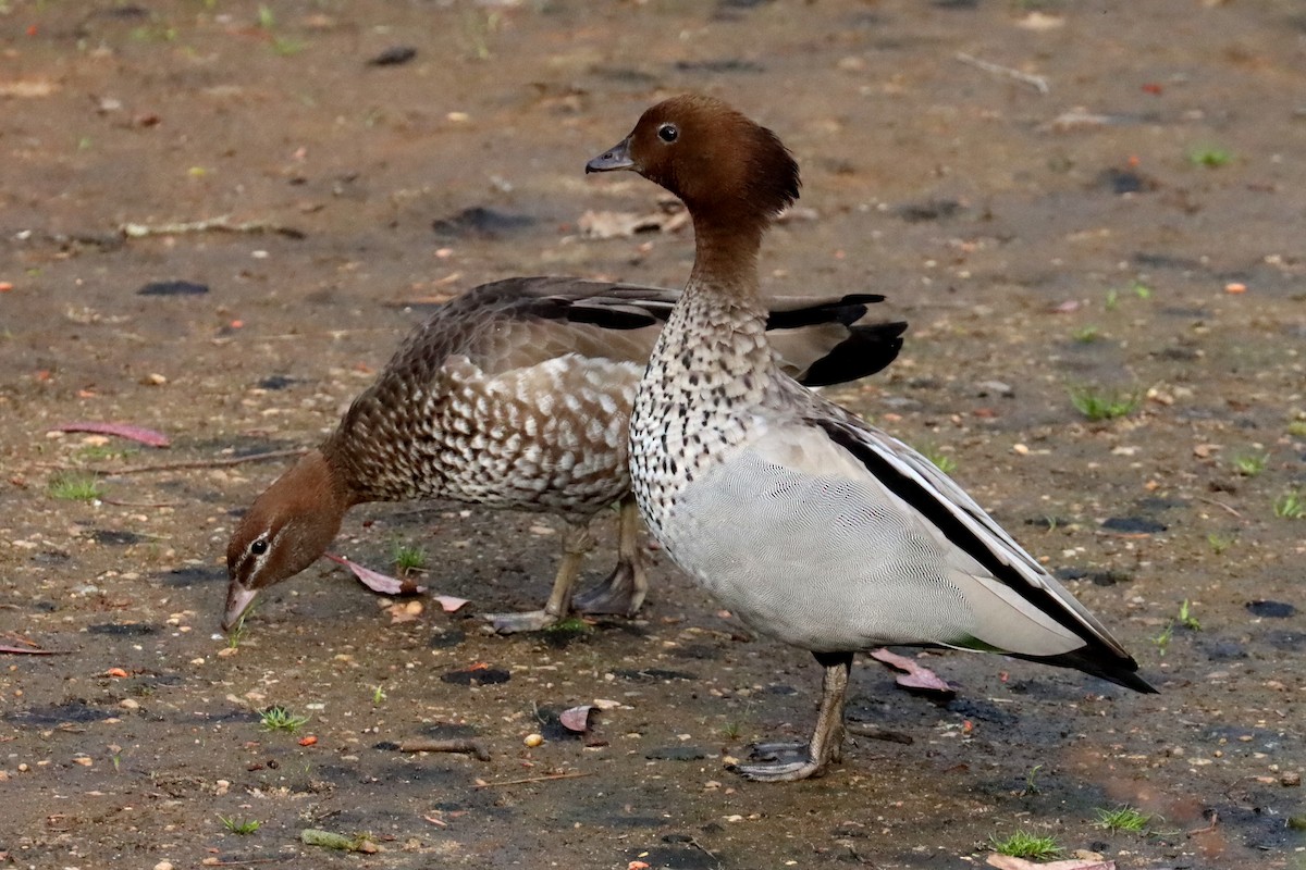 eBird Argentina Checklist - 3 Oct 2023 - Blue Mountains National Park ...
