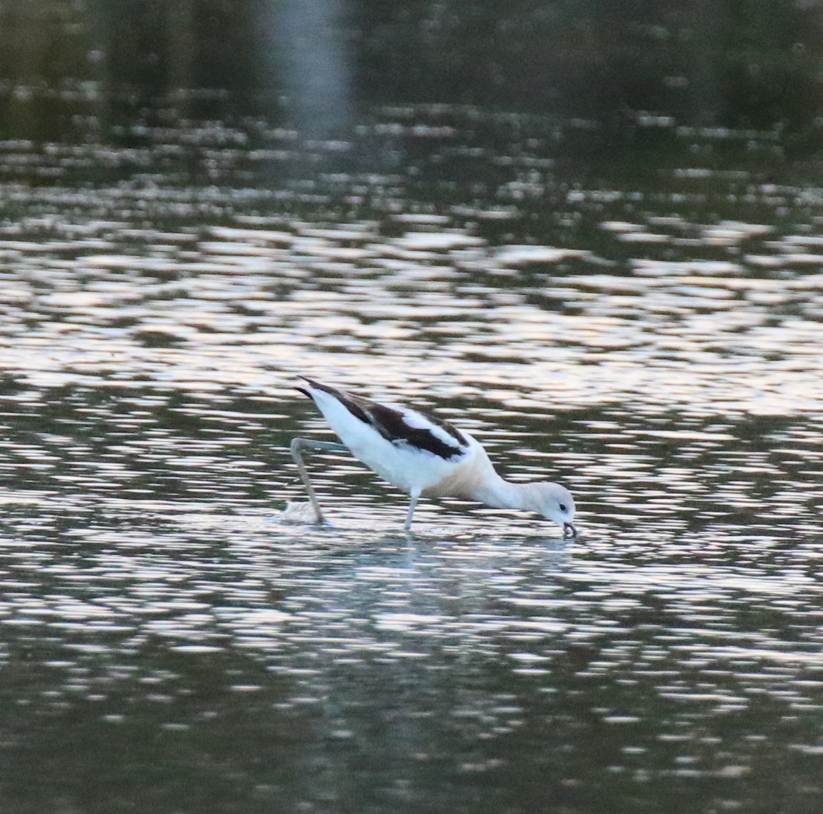 eBird Checklist - 7 Oct 2023 - Tifft Nature Preserve - 19 species