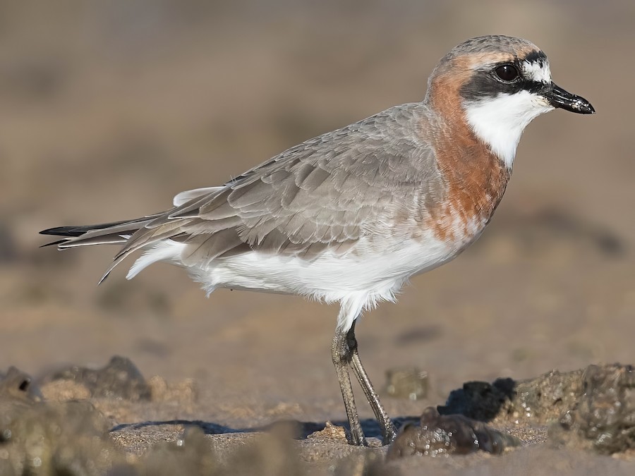 Siberian Sand Plover - eBird