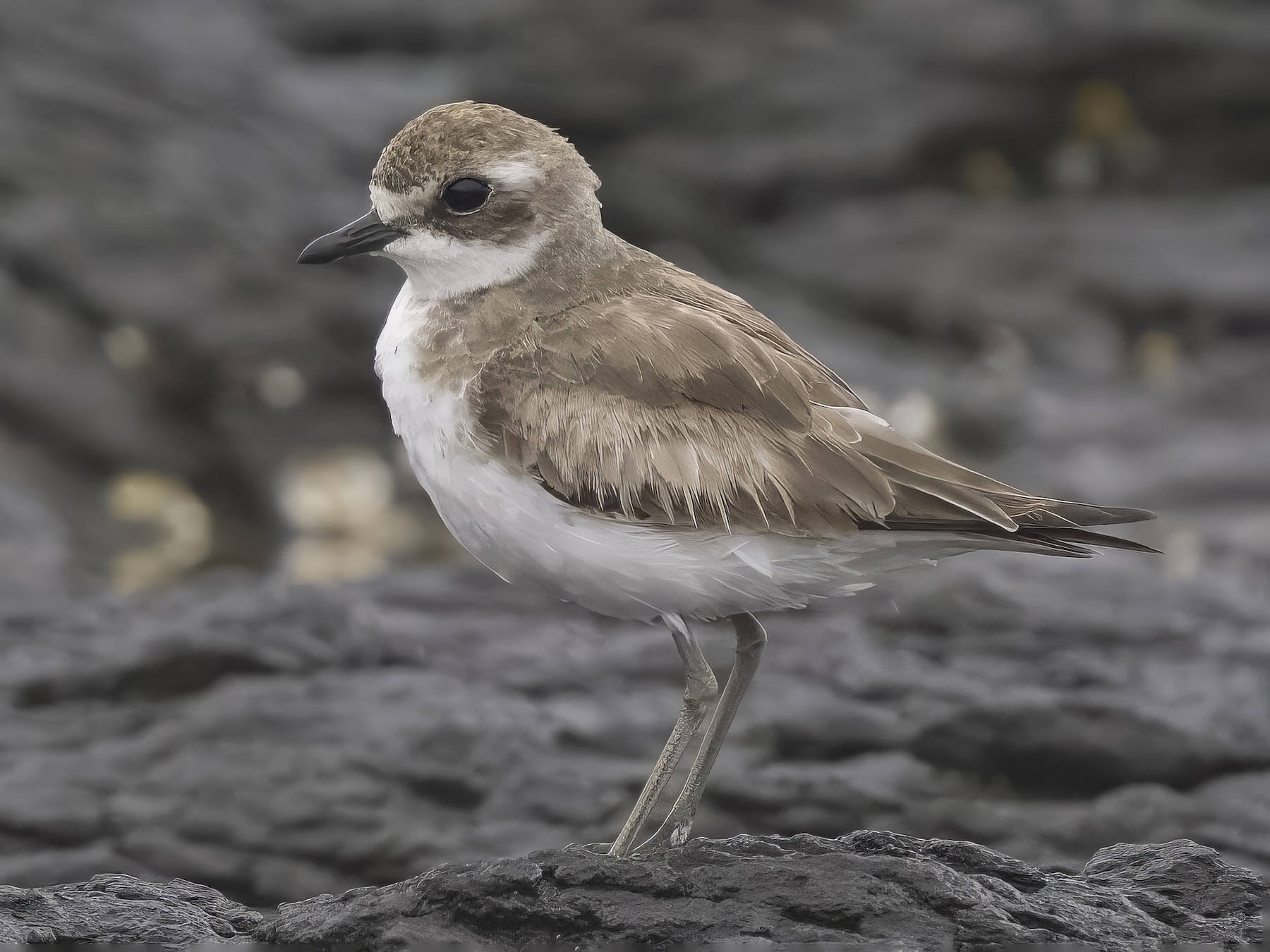Siberian Sand Plover - eBird