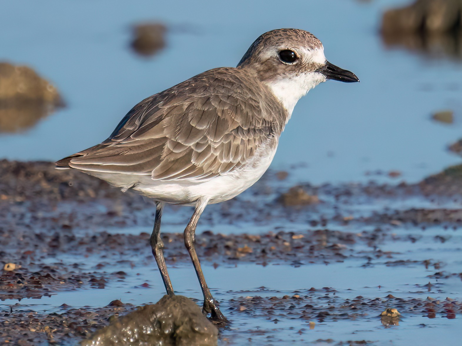 Siberian Sand-Plover - eBird
