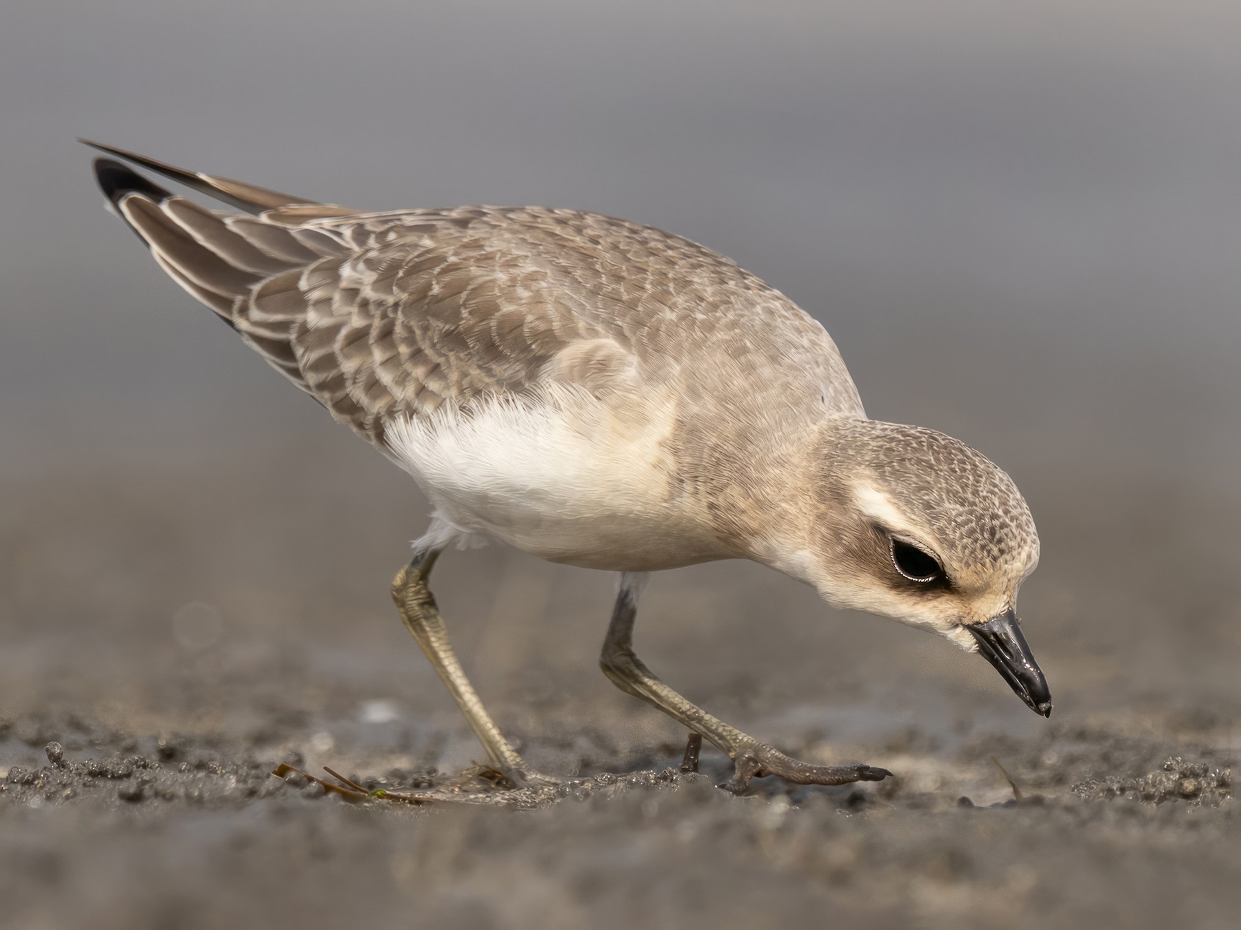 Siberian Sand-Plover - eBird