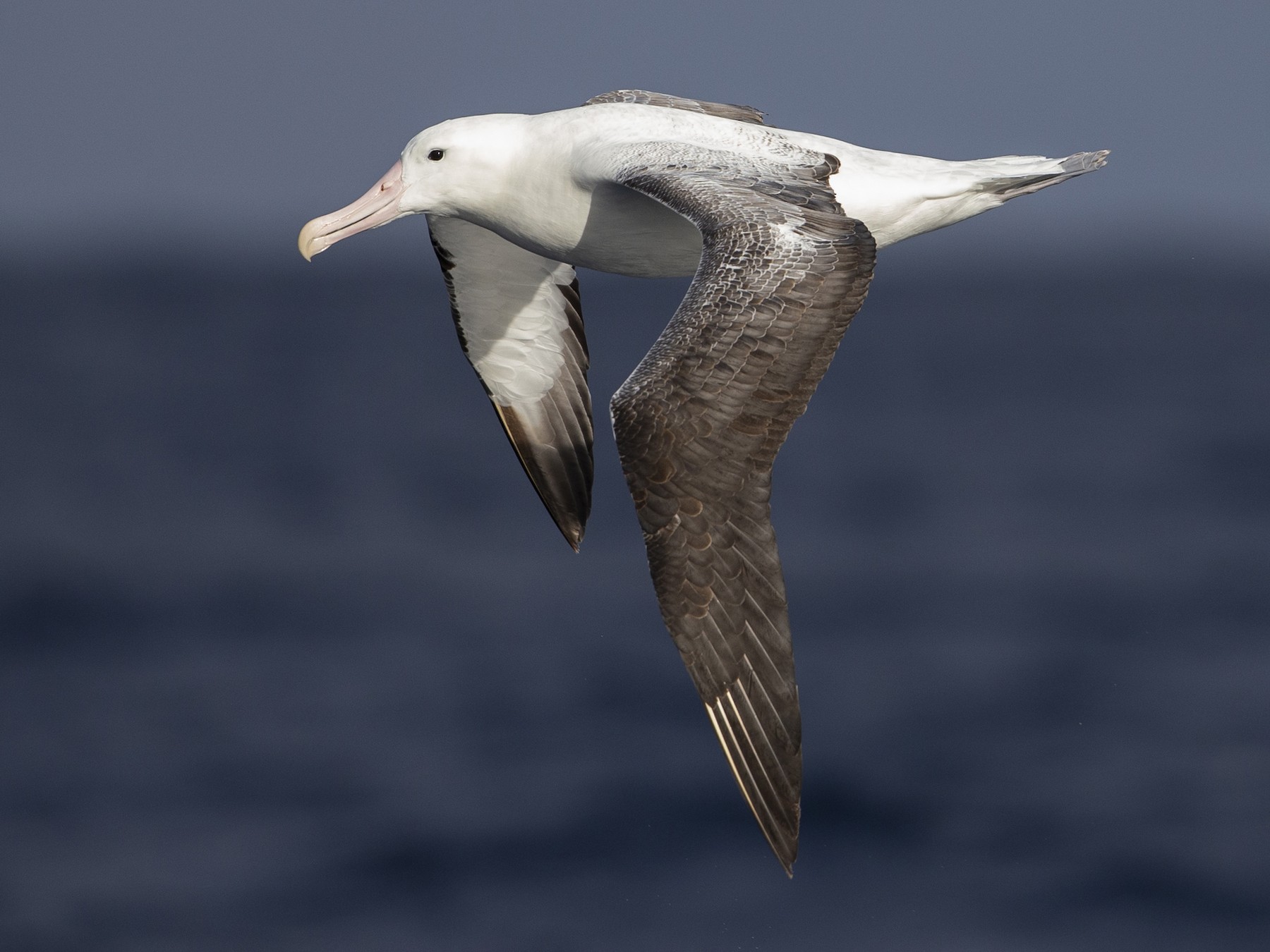Southern Royal Albatross - eBird