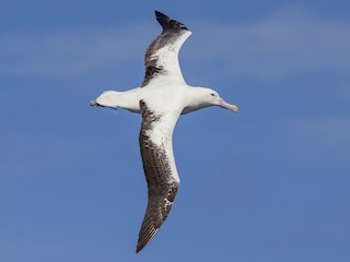 Southern Royal Albatross - eBird