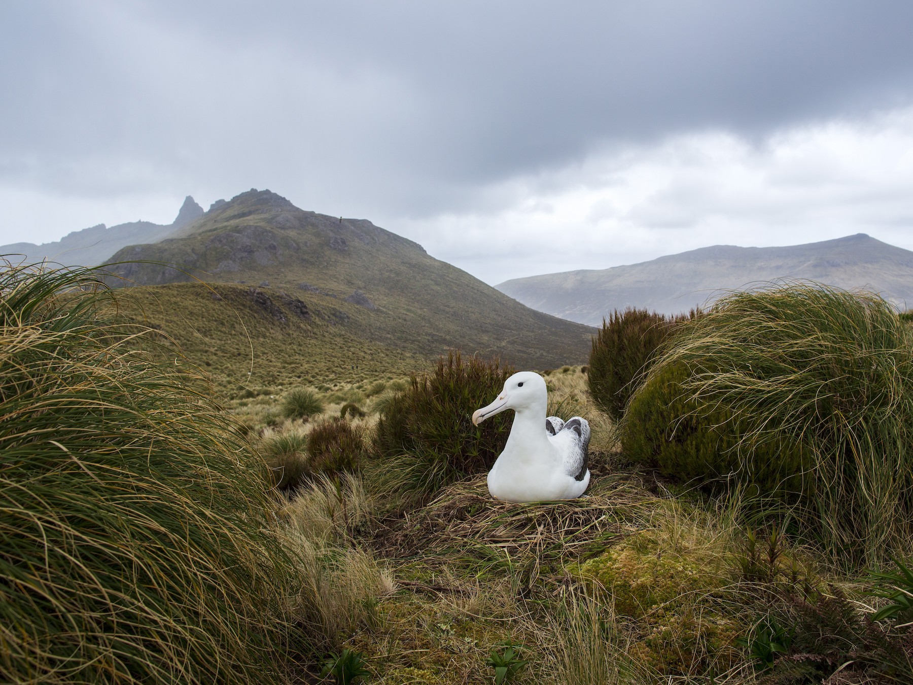Southern Royal Albatross - eBird