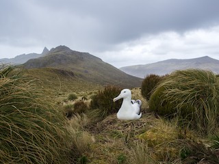 Southern Royal Albatross - eBird