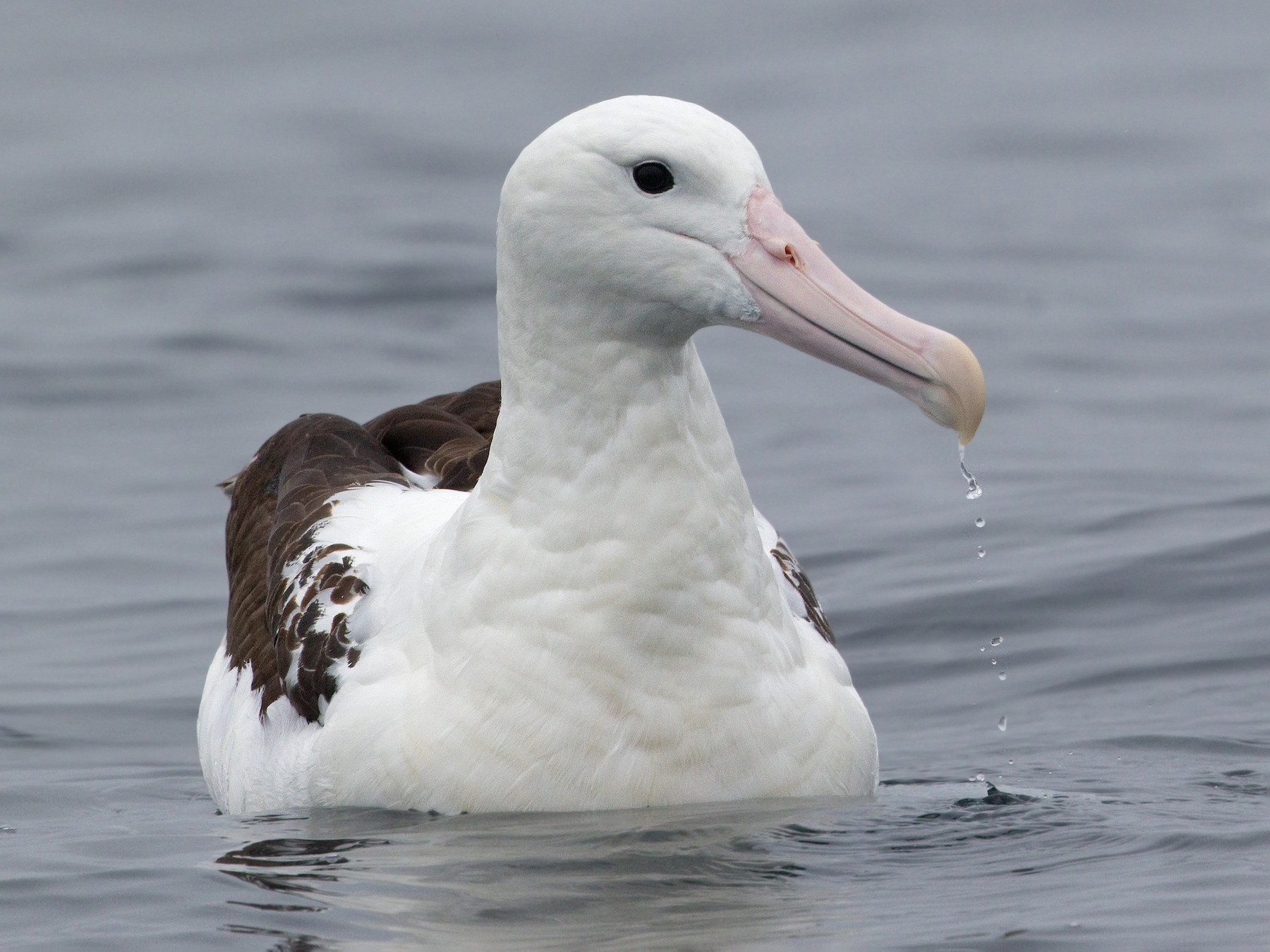 Northern Royal Albatross - eBird