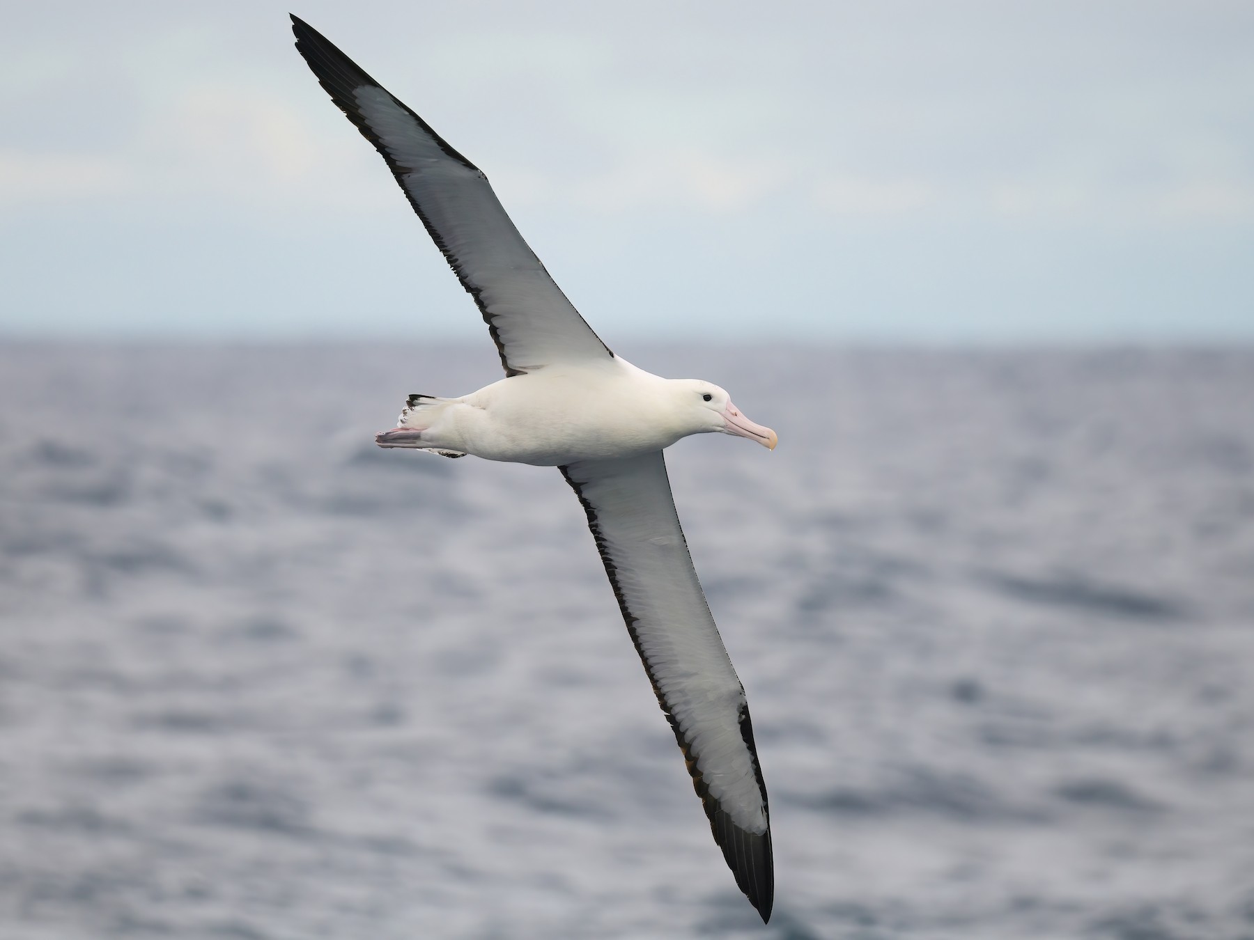 Northern Royal Albatross - eBird