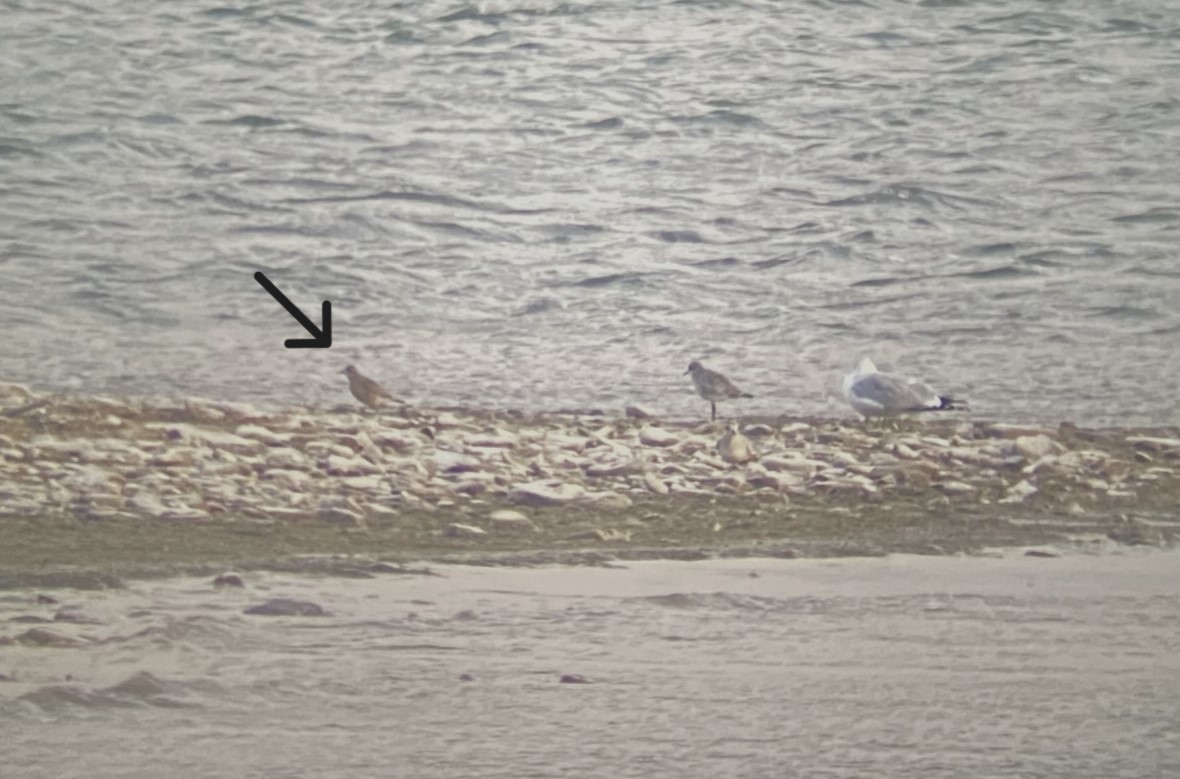 eBird Canada Checklist - 8 Oct 2023 - Amherst Island--Martin Edwards ...