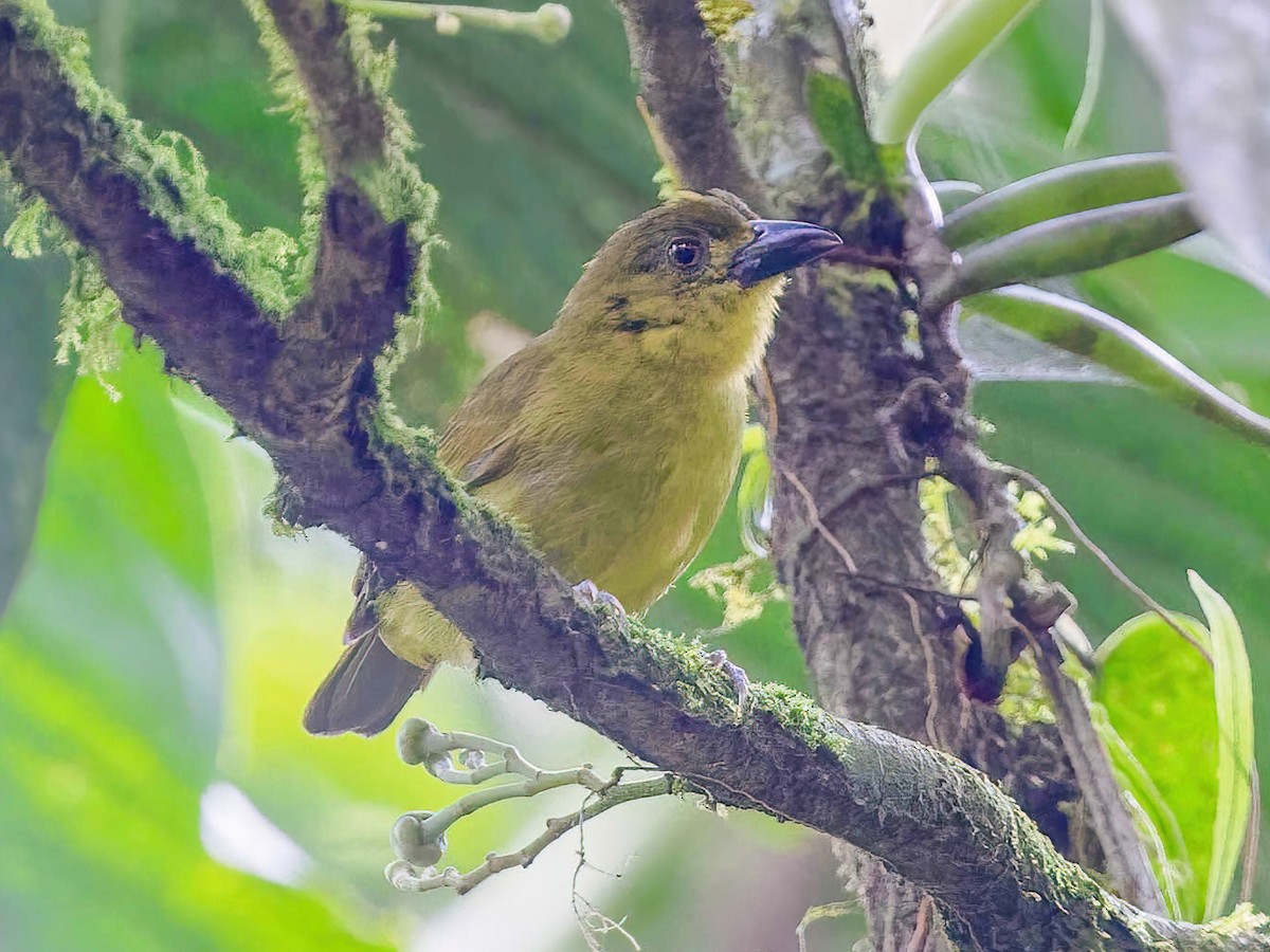 Yellow-lored Tanager - Chlorothraupis frenata - Birds of the World