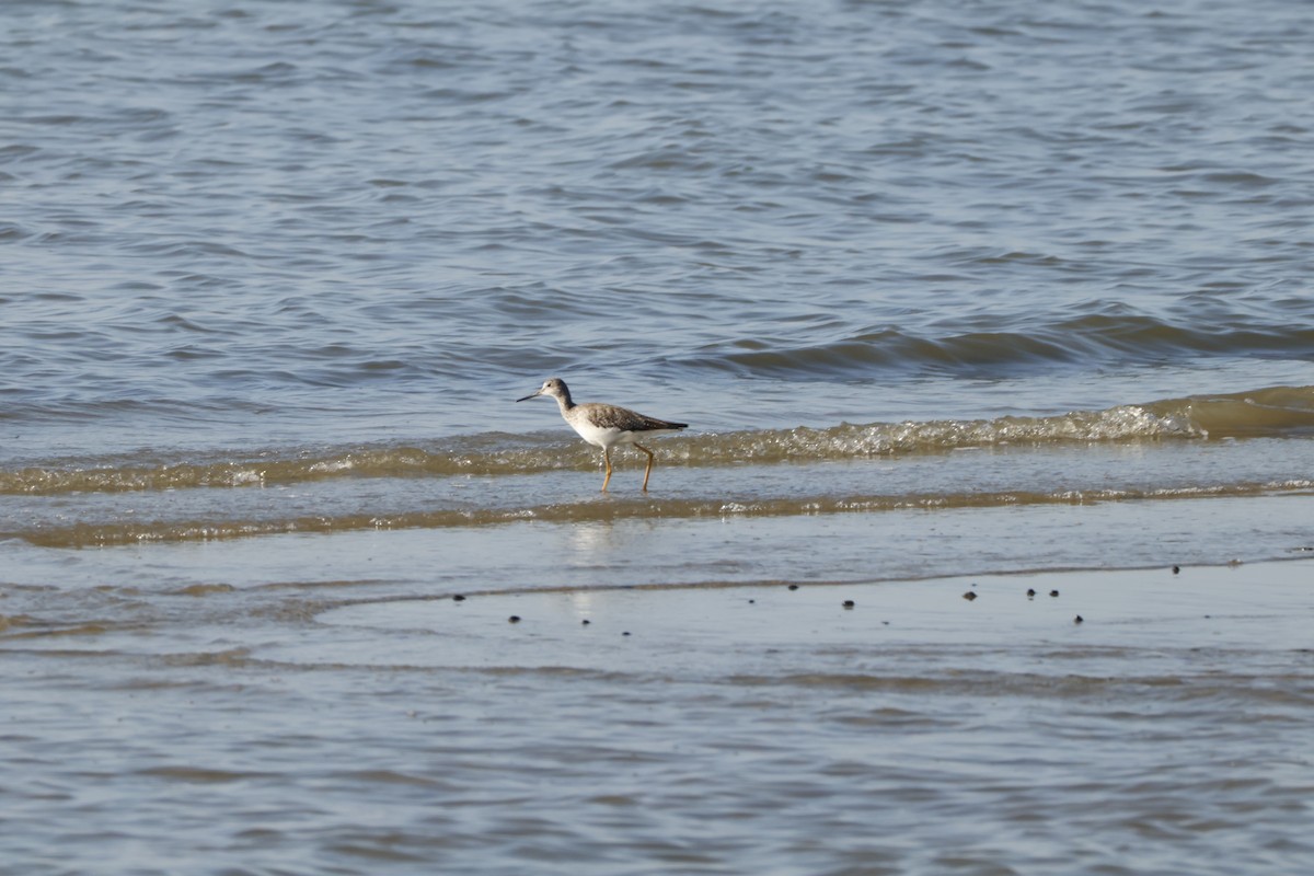 eBird Checklist - 3 Oct 2023 - Pierce's Point and Road - 14 species