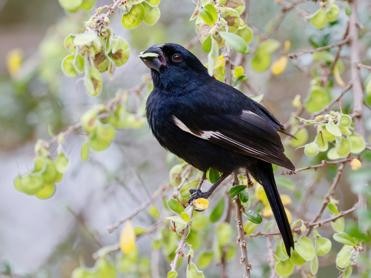 Grand Cayman Bullfinch - Melopyrrha taylori - Birds of the World