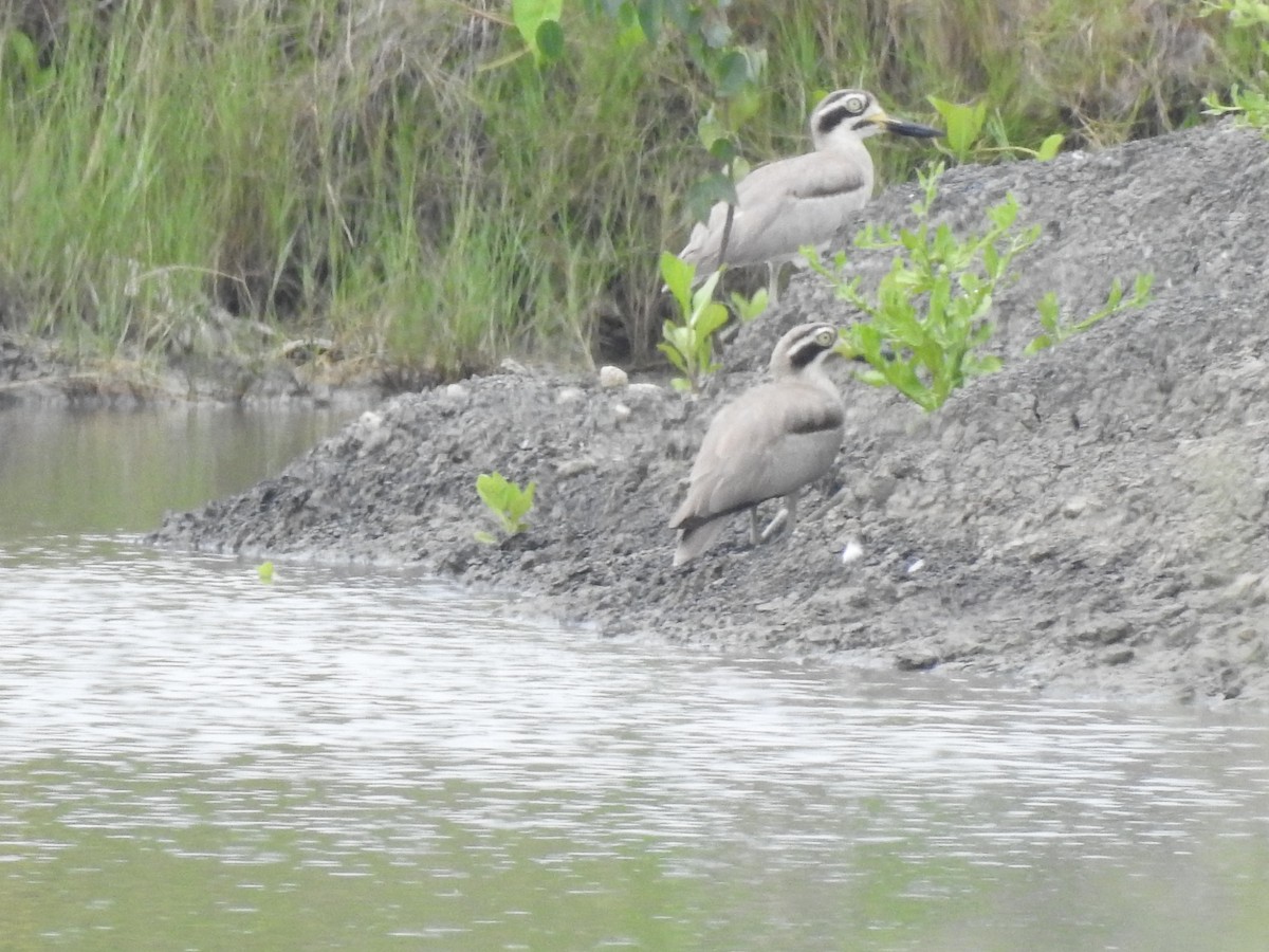 eBird Checklist - 8 Oct 2023 - Thavam, Kerala - 15 species