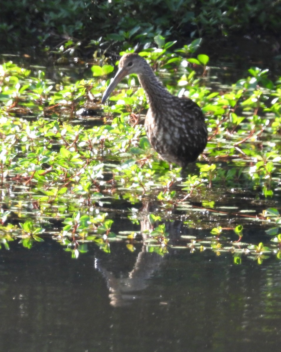 eBird Checklist - 7 Oct 2023 - municipal park mobile al - 9 species