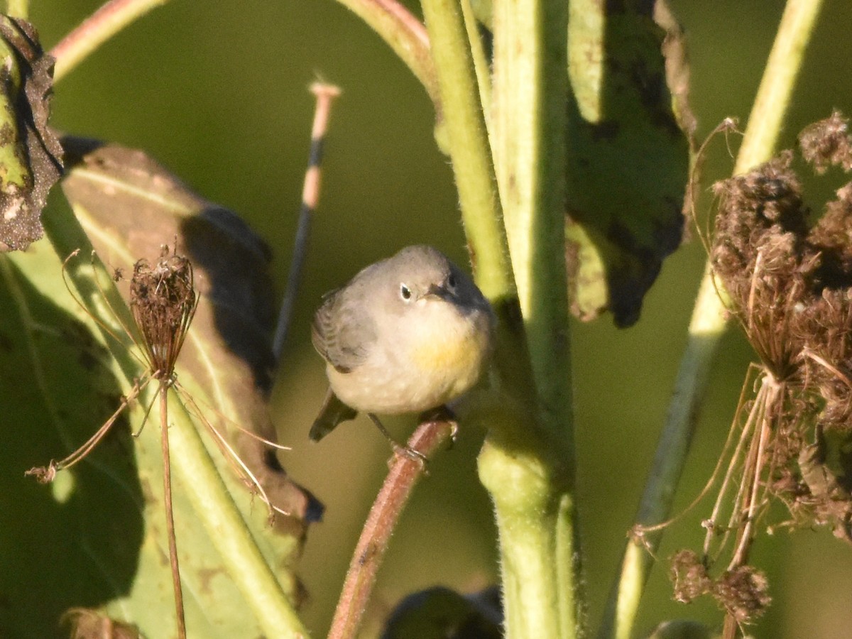 Mass Audubon eBird Checklist - 8 Oct 2023 - Putnam Farm Conservation ...