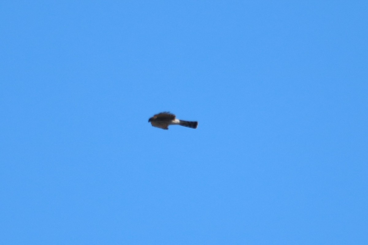 eBird Checklist - 8 Oct 2023 - **Back Bay NWR - 66 species (+2 other taxa)