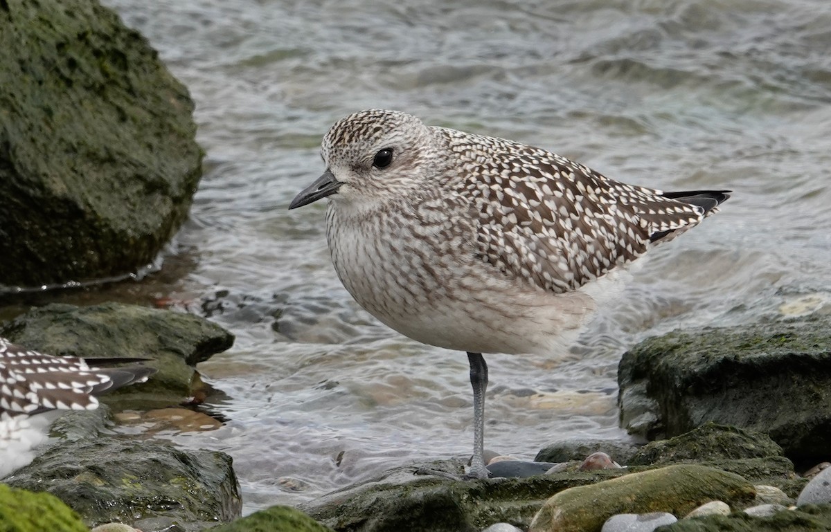 eBird Checklist - 8 Oct 2023 - Tommy Thompson Park - 68 species (+2 ...