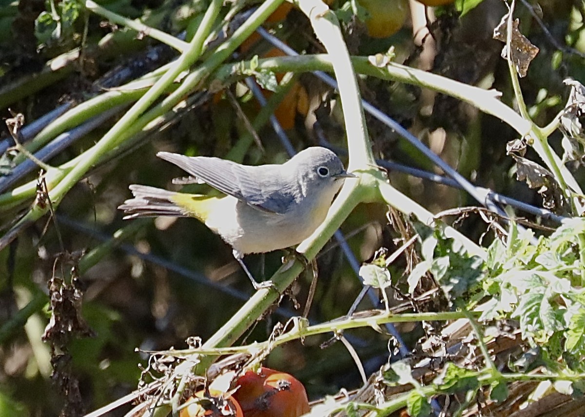 eBird Checklist - 8 Oct 2023 - Putnam Farm Conservation Area - 30 species