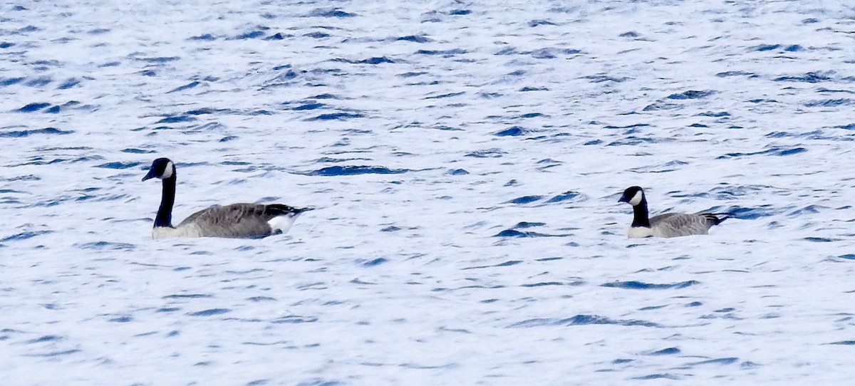 eBird Checklist - 8 Oct 2023 - Lac Brome - 37 species